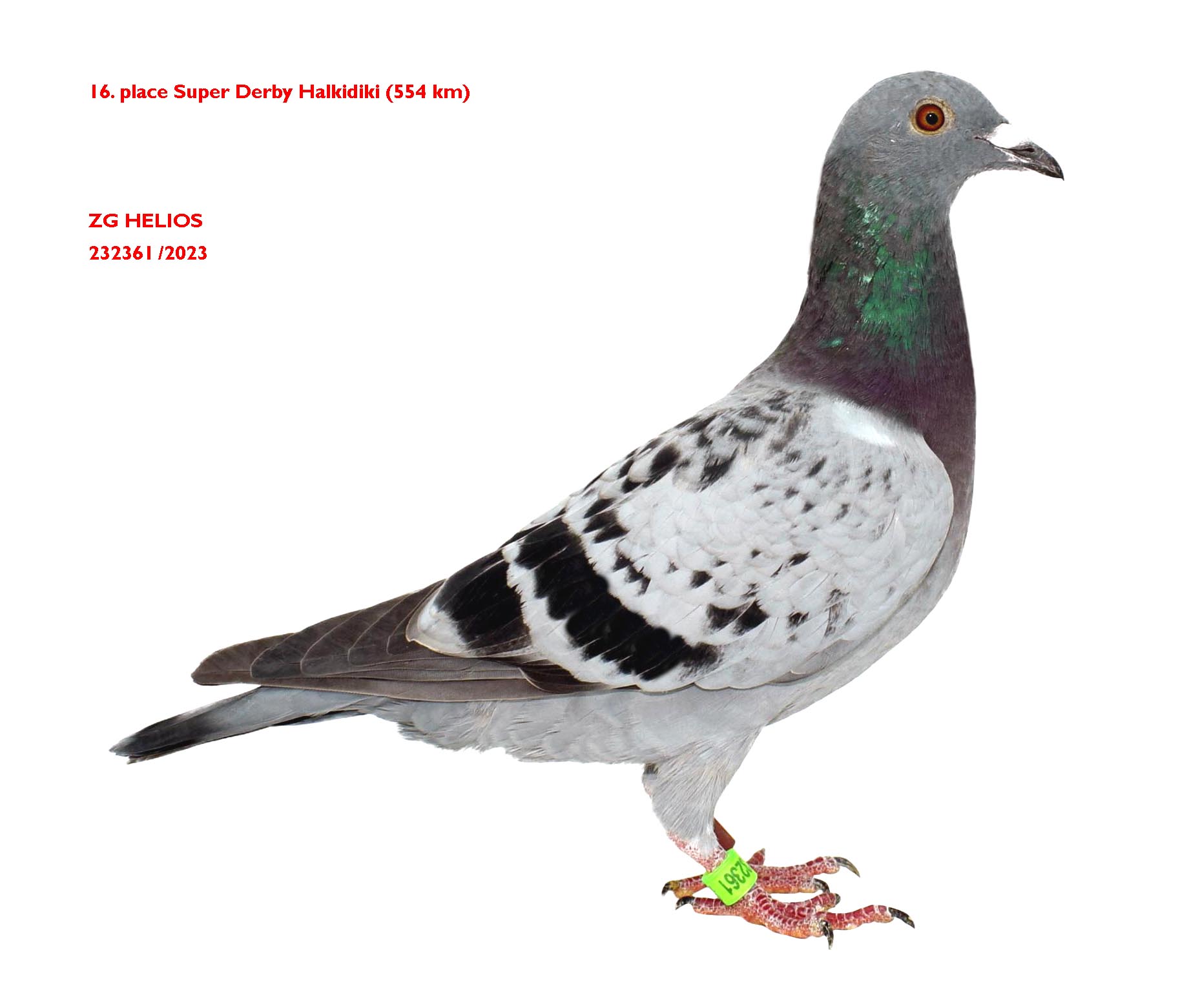 16 Super Derby Halkidiki (554 km) ZG HELIOS 232361 /2023