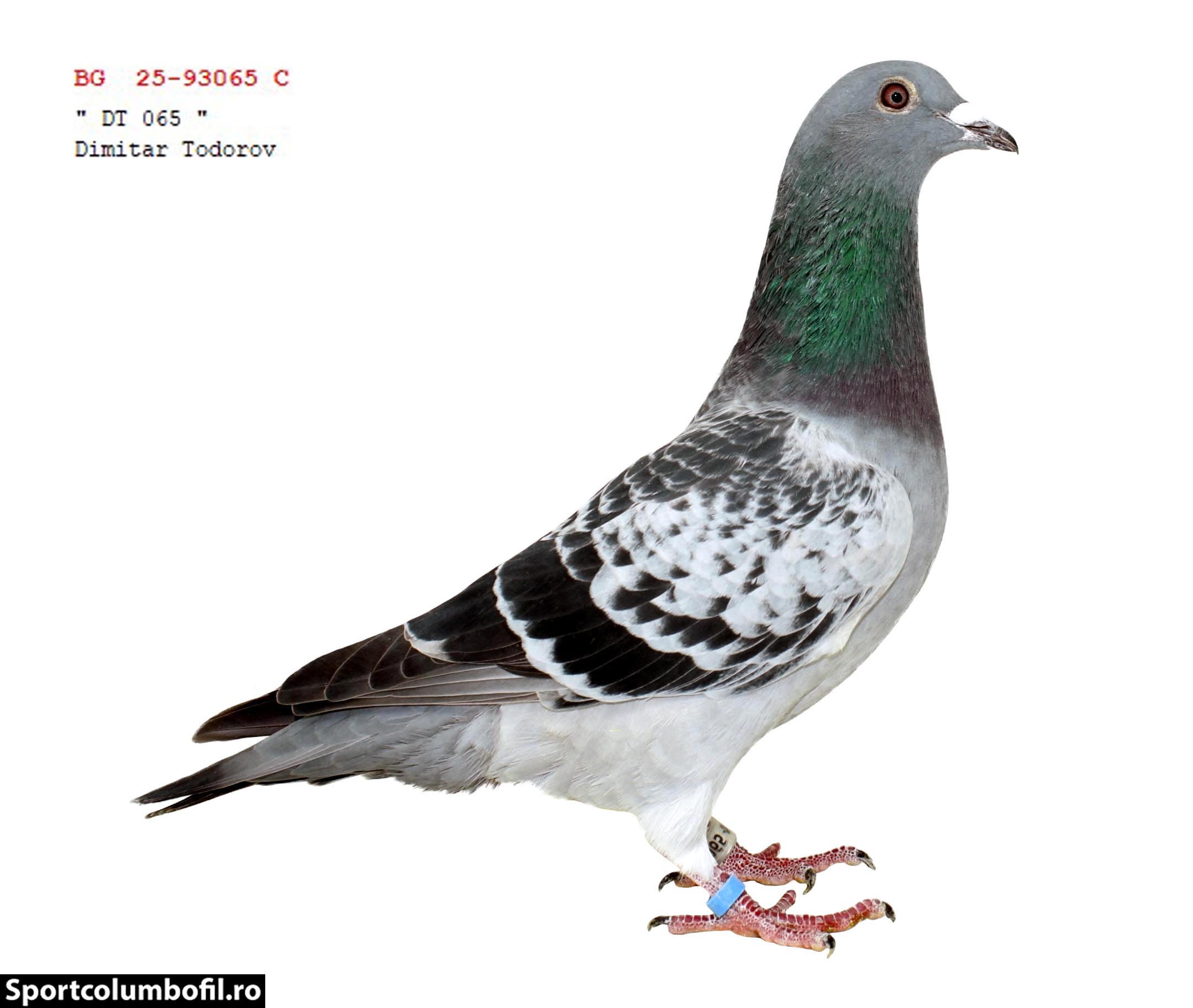 BG 25 93065 M - Grandson Ealswith / Beocca