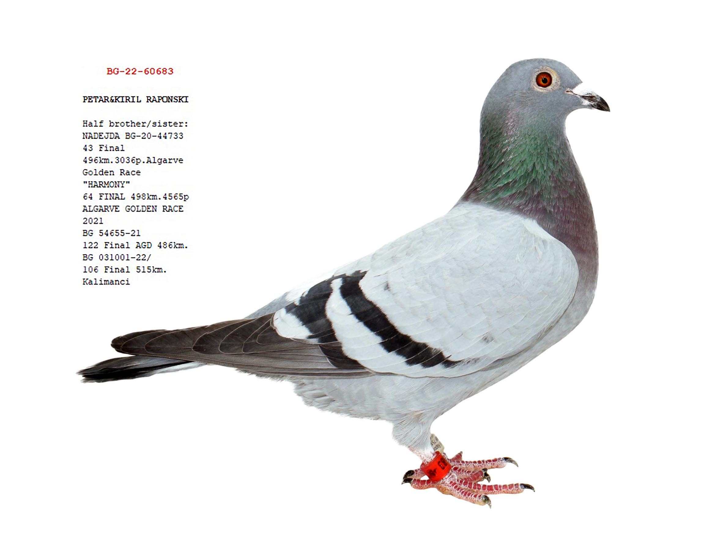 BG 60683-22 F - 8(=1) Final Algarve Golden x Sister 1 Final Algarve ...