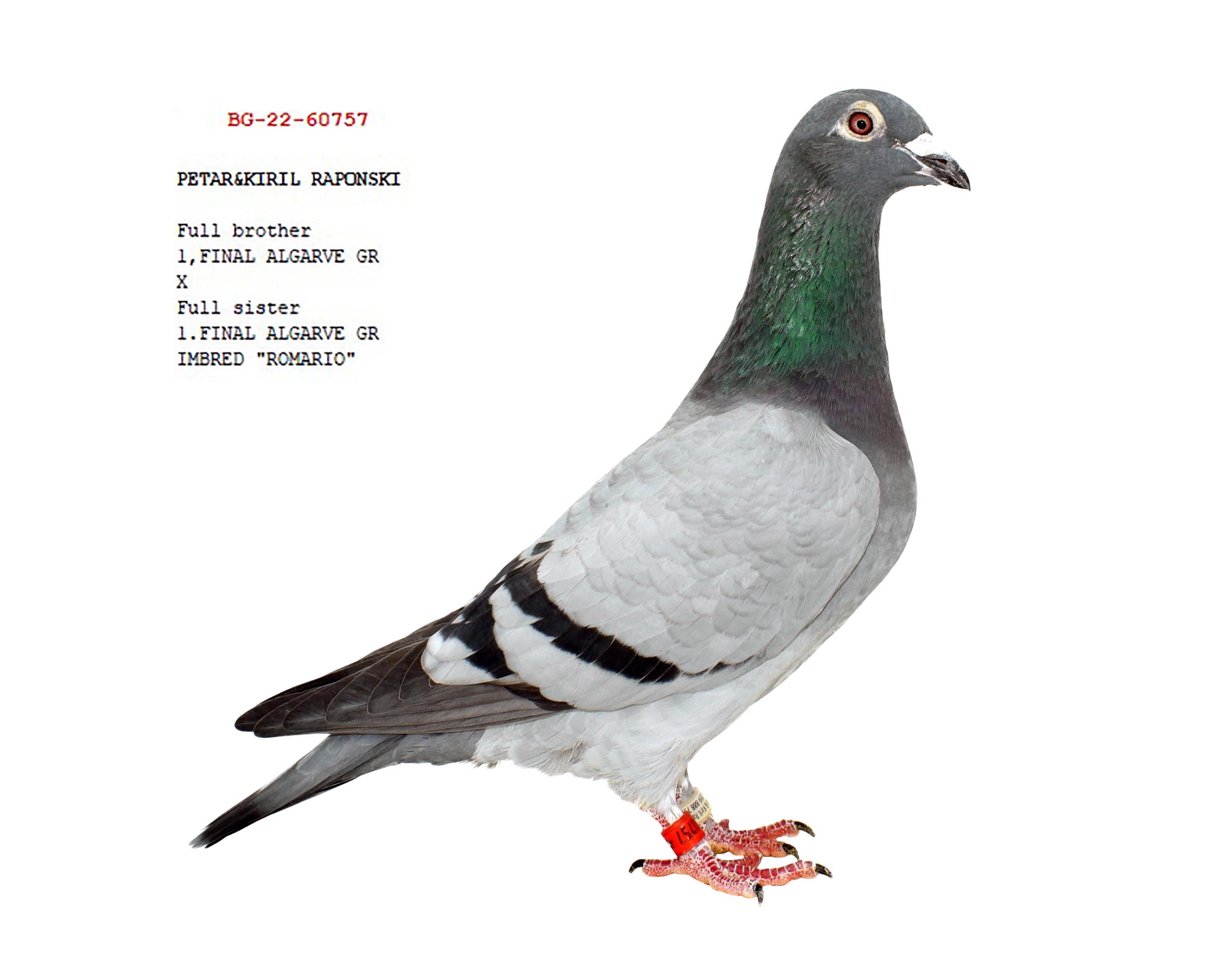 BG 60757-22 M - Brother 1 Final AGR x Sister 1 Final AGR; Inbred Romario