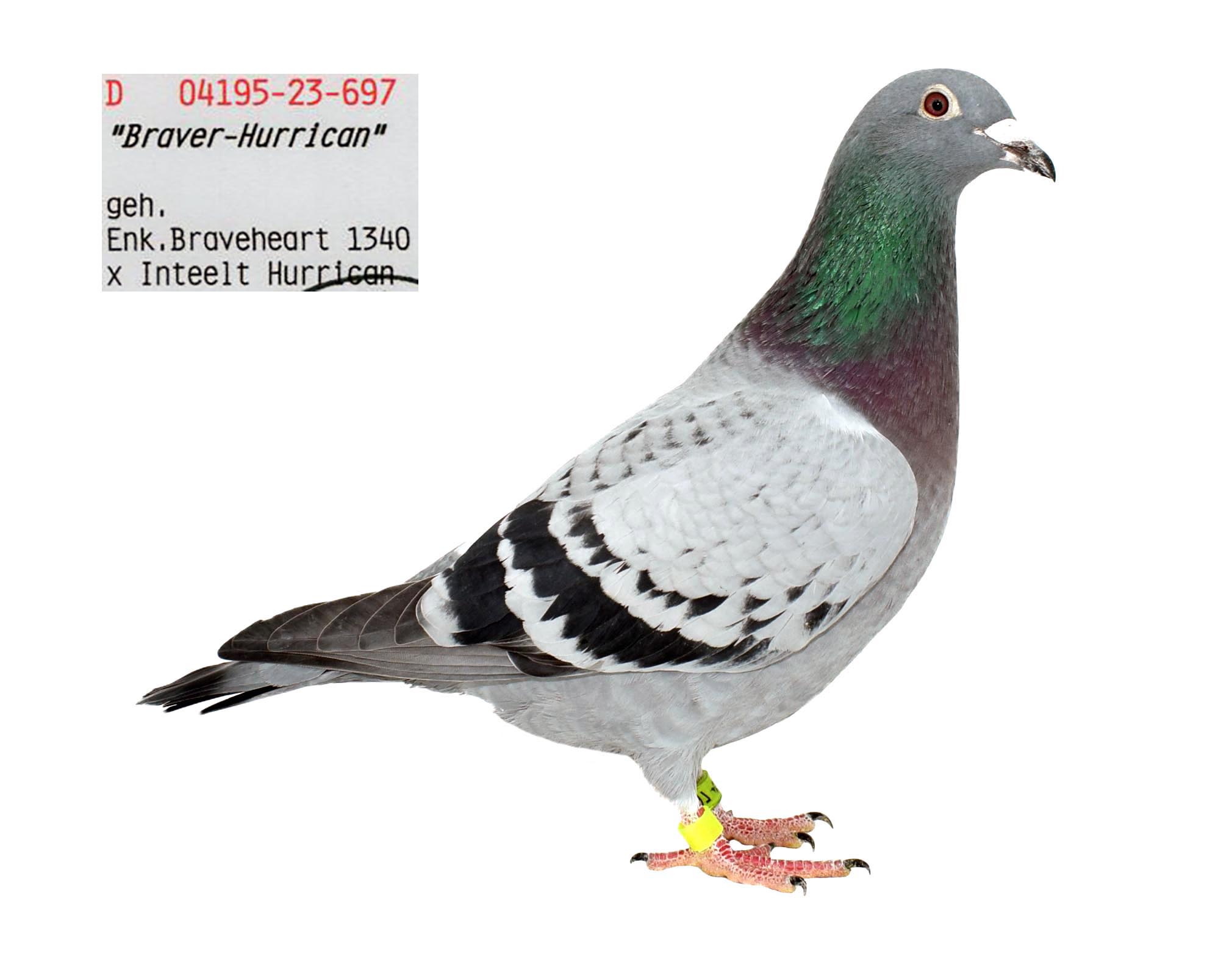 DV 4195-23-697 F - Line Hurrican/ Superbreeder 180