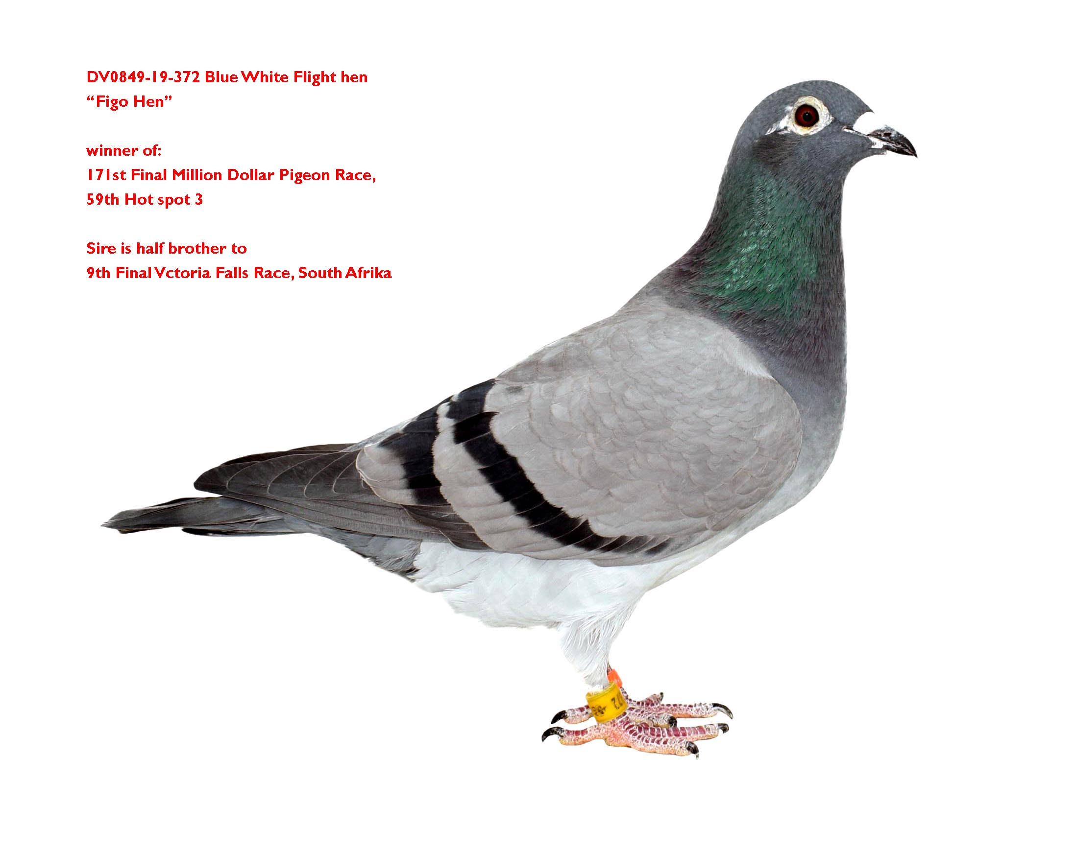 DV 849-19-372 F - 171 Final SAMDPR, 59 HS3; Sire is half brother 9th ...