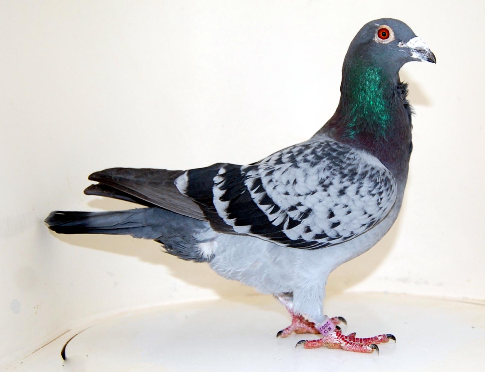 RO 074268/07 M - nepot Super AS George Carteus